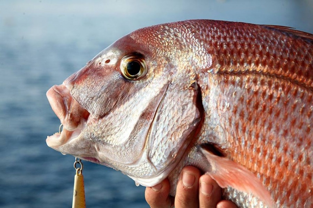 santorini-fishing-trip-and-fresh-fish-lunch-top-rated-2020