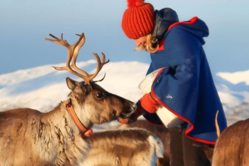 Tromsø: Reindeer Sleigh Ride and Sami Culture Experience, Norway