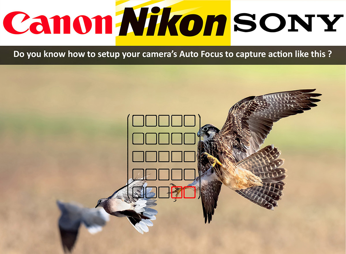 Action Photography - Photographing Raptors in flight in the Kalahari