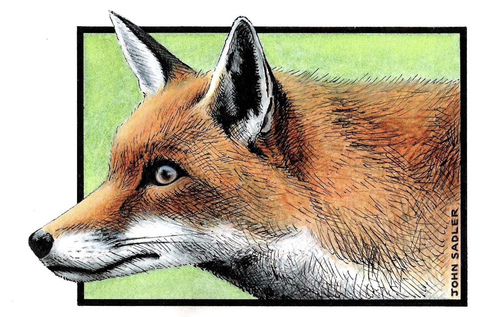 Fox (Signed and Numbered Print)