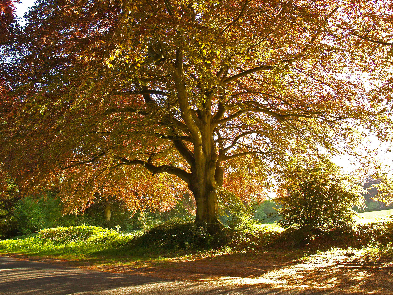 Copper Beech in Rural Hampshire