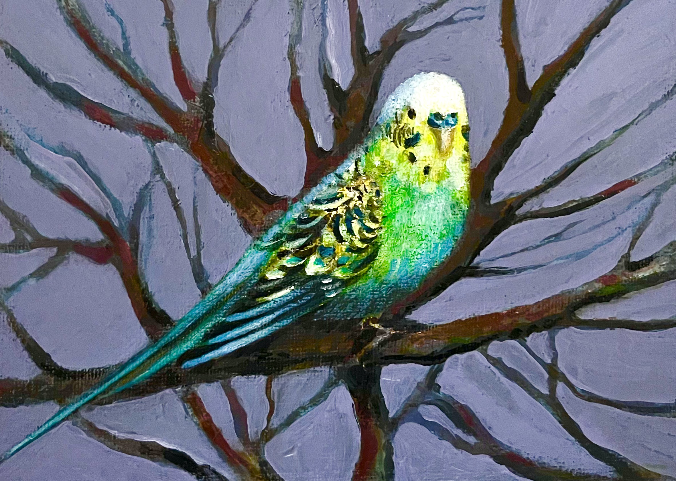 Budgerigar in it’s natural habitat