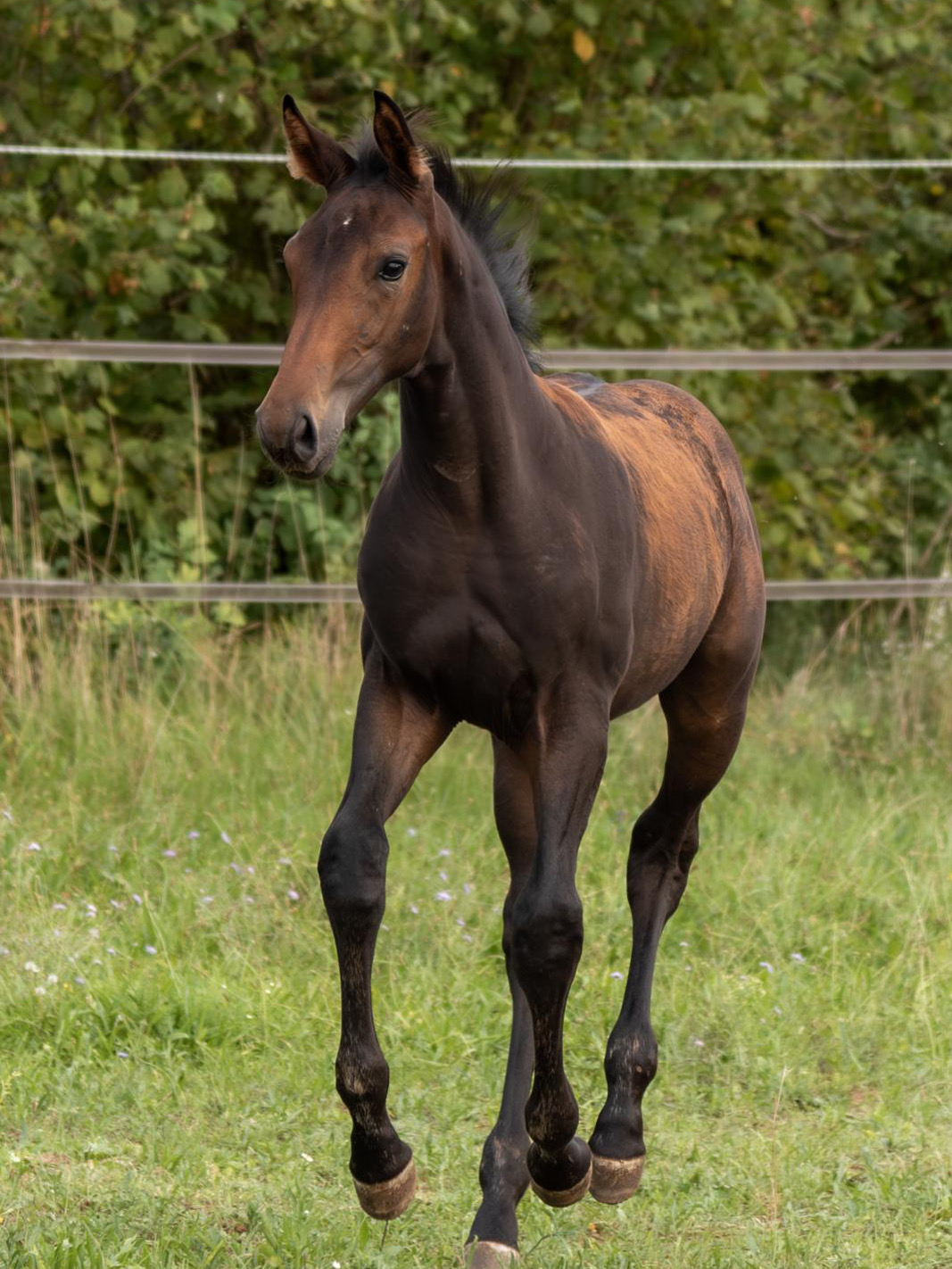 Jackie Brown Mivea Z