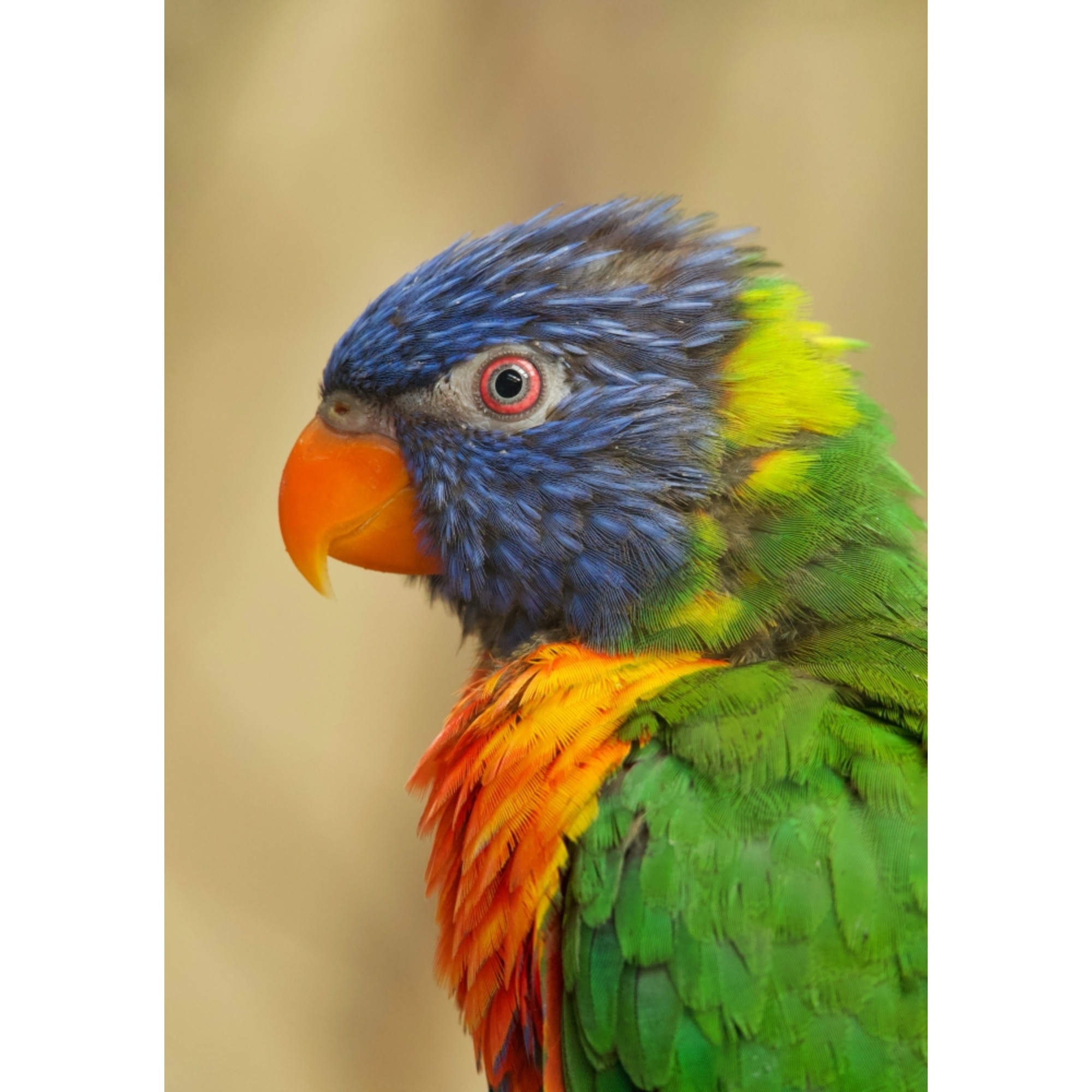 Animal motifs in art deco design